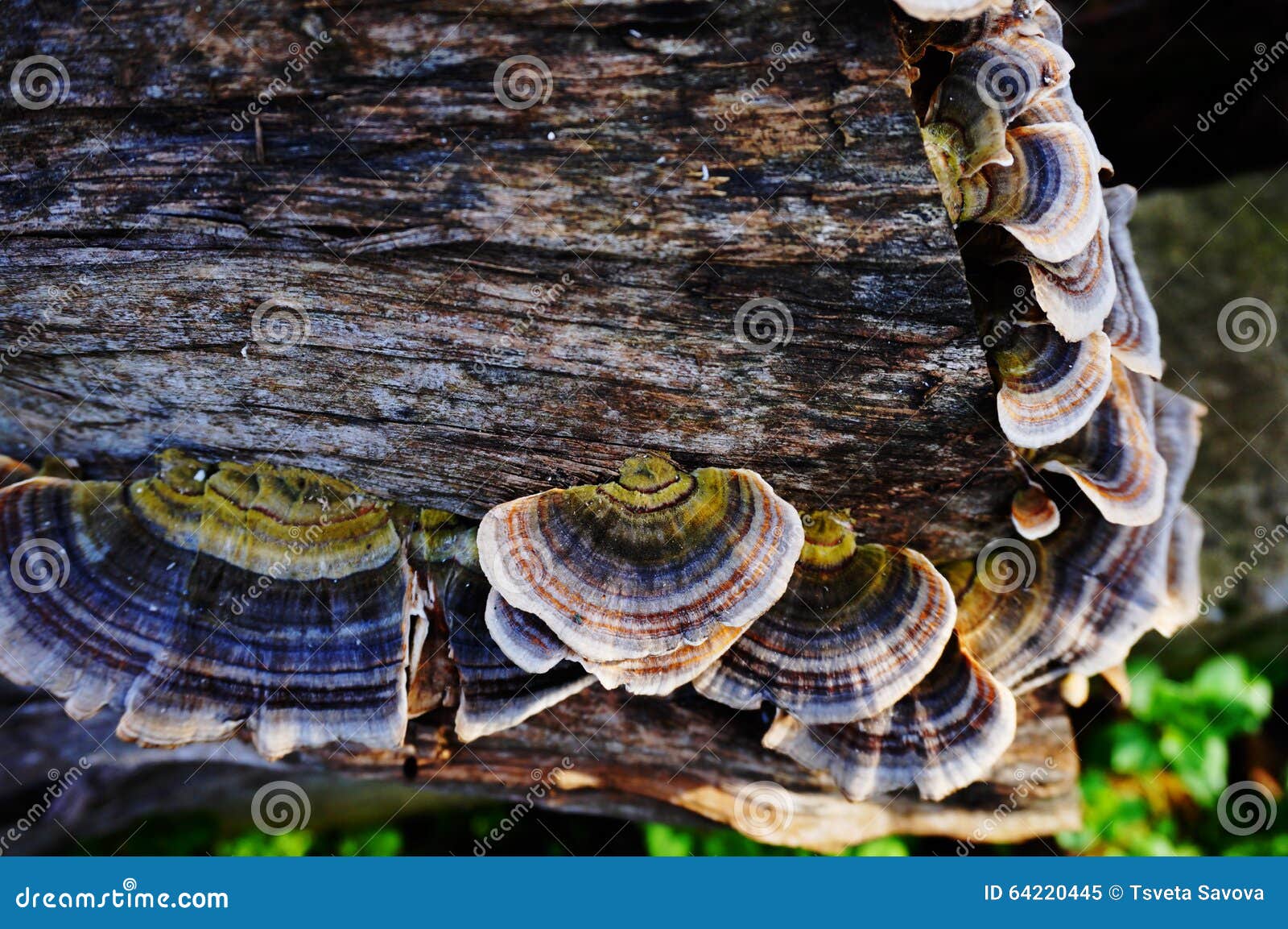 Tree fungi on a log stock image. Image of growing, mushroom - 64220445