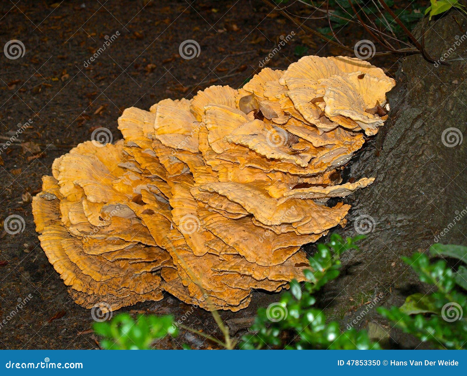 Tree With Fungi Stock Photography | CartoonDealer.com #47853350