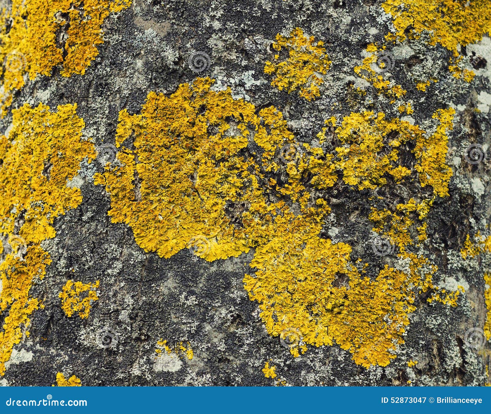 Tree Fungi Texture in Yellow and Blue Circles Stock Image - Image of ...