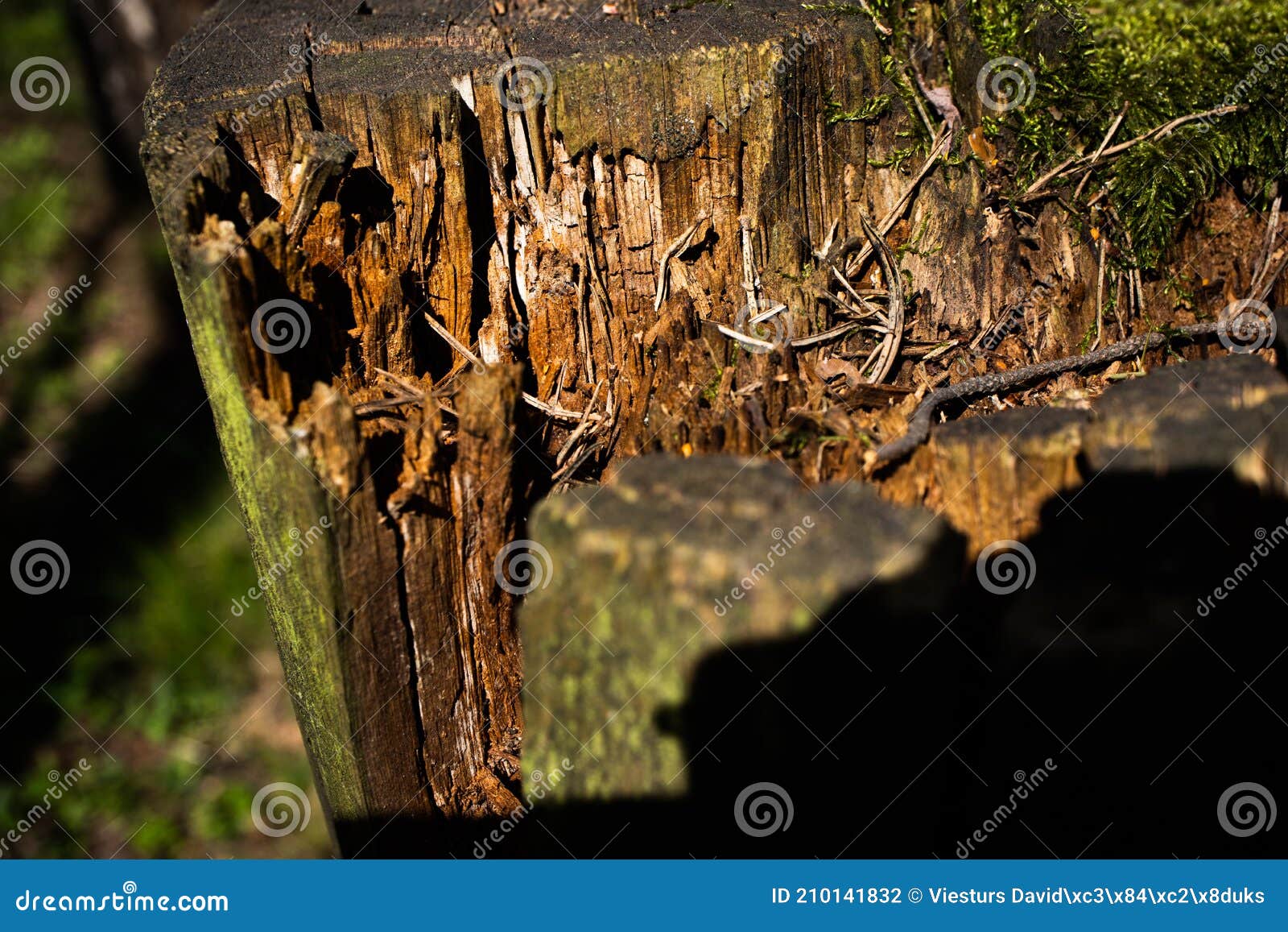 Tree Fungi. Yellow Mold on the Tree Bark. Texture. Stock Photo - Image ...