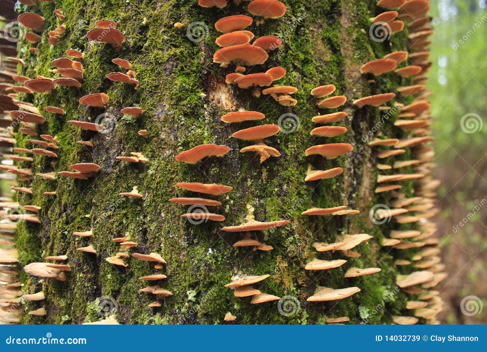 Tree Fungus stock image. Image of forest, county, national - 14032739