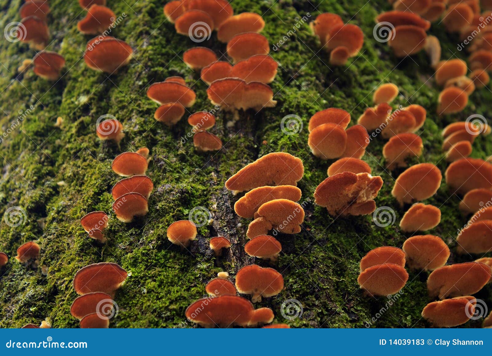 Tree Fungus stock image. Image of segment, scuppernong - 14039183