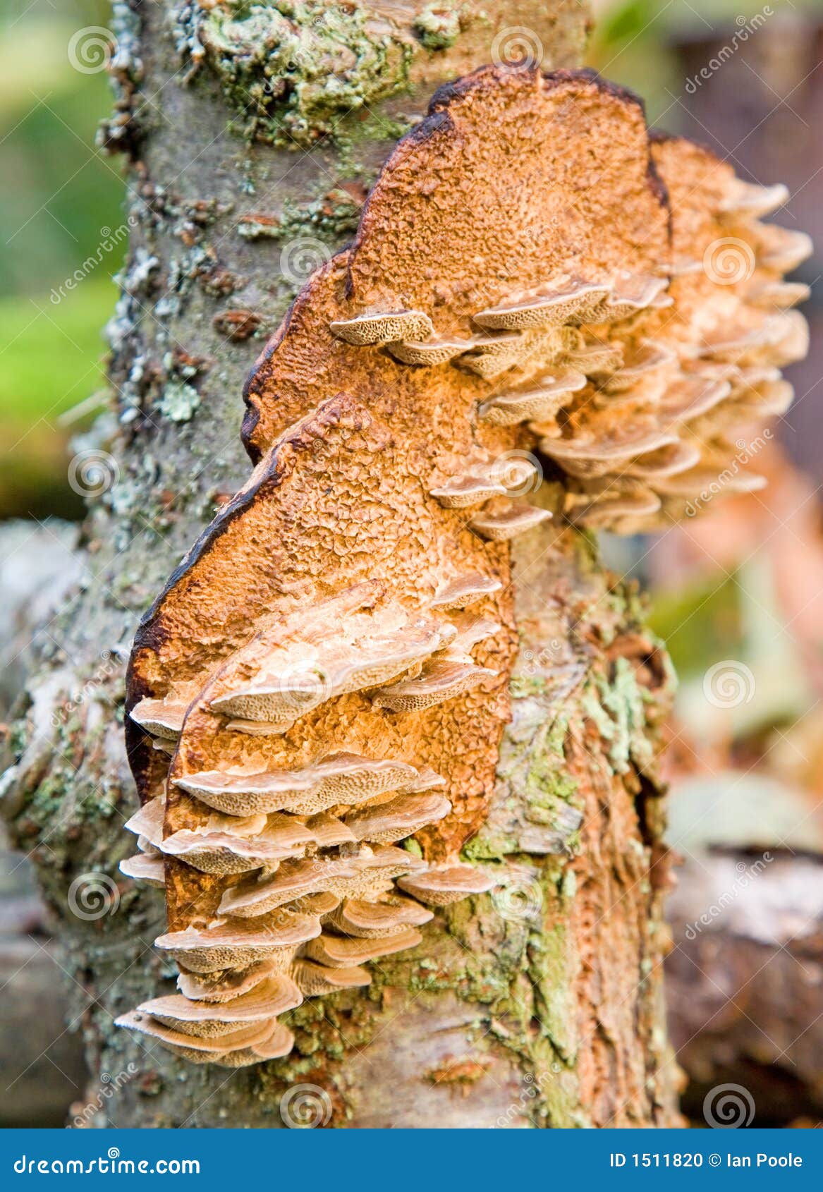 Tree fungus stock photo. Image of forest, woods, tree - 1511820