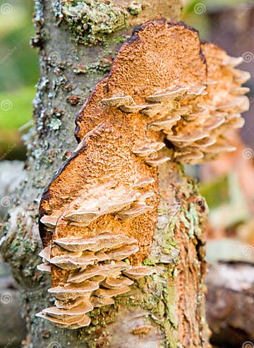 Tree fungus stock photo. Image of forest, woods, tree - 1511820