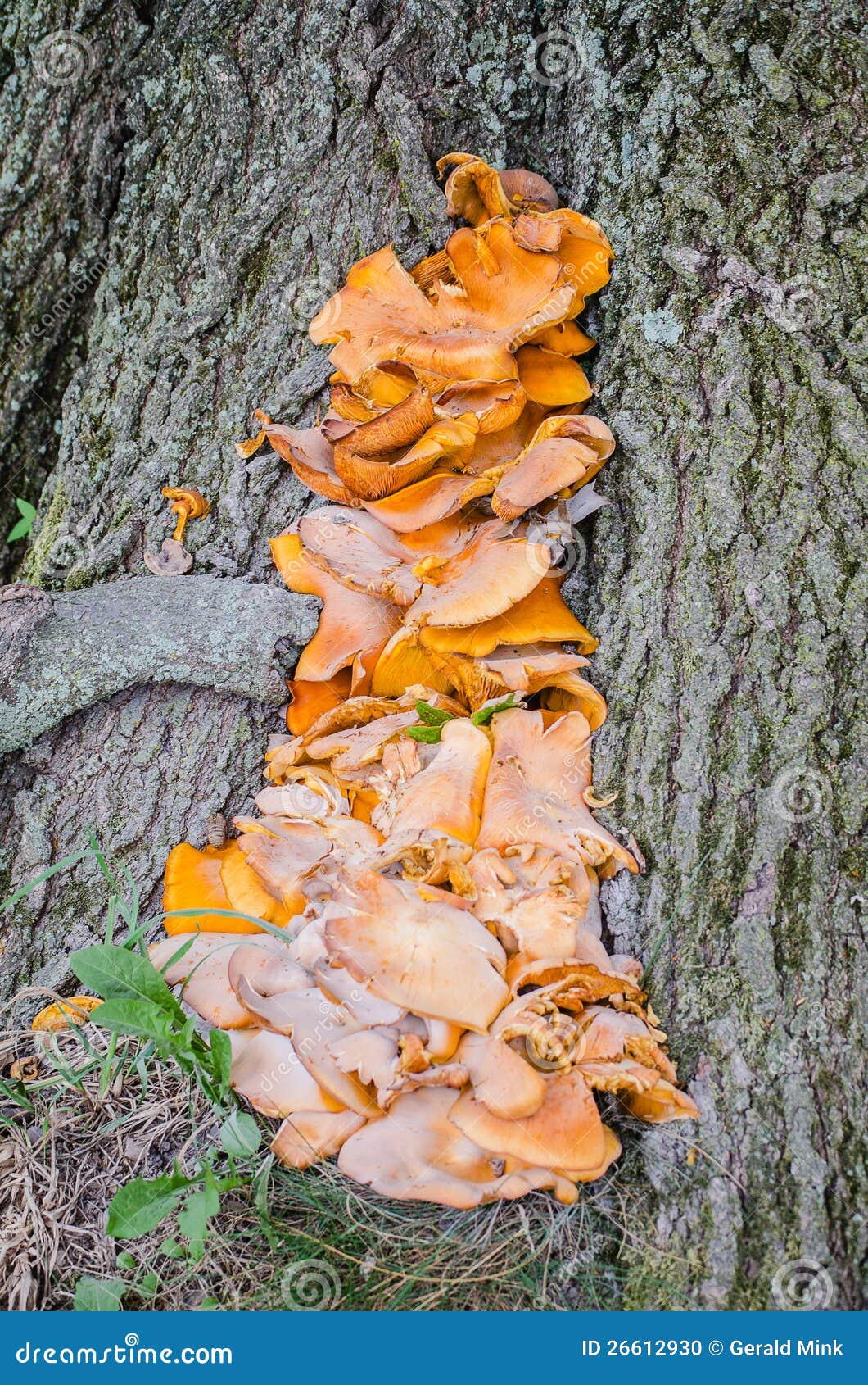 Tree Fungus stock photo. Image of fungi, green, growth - 26612930