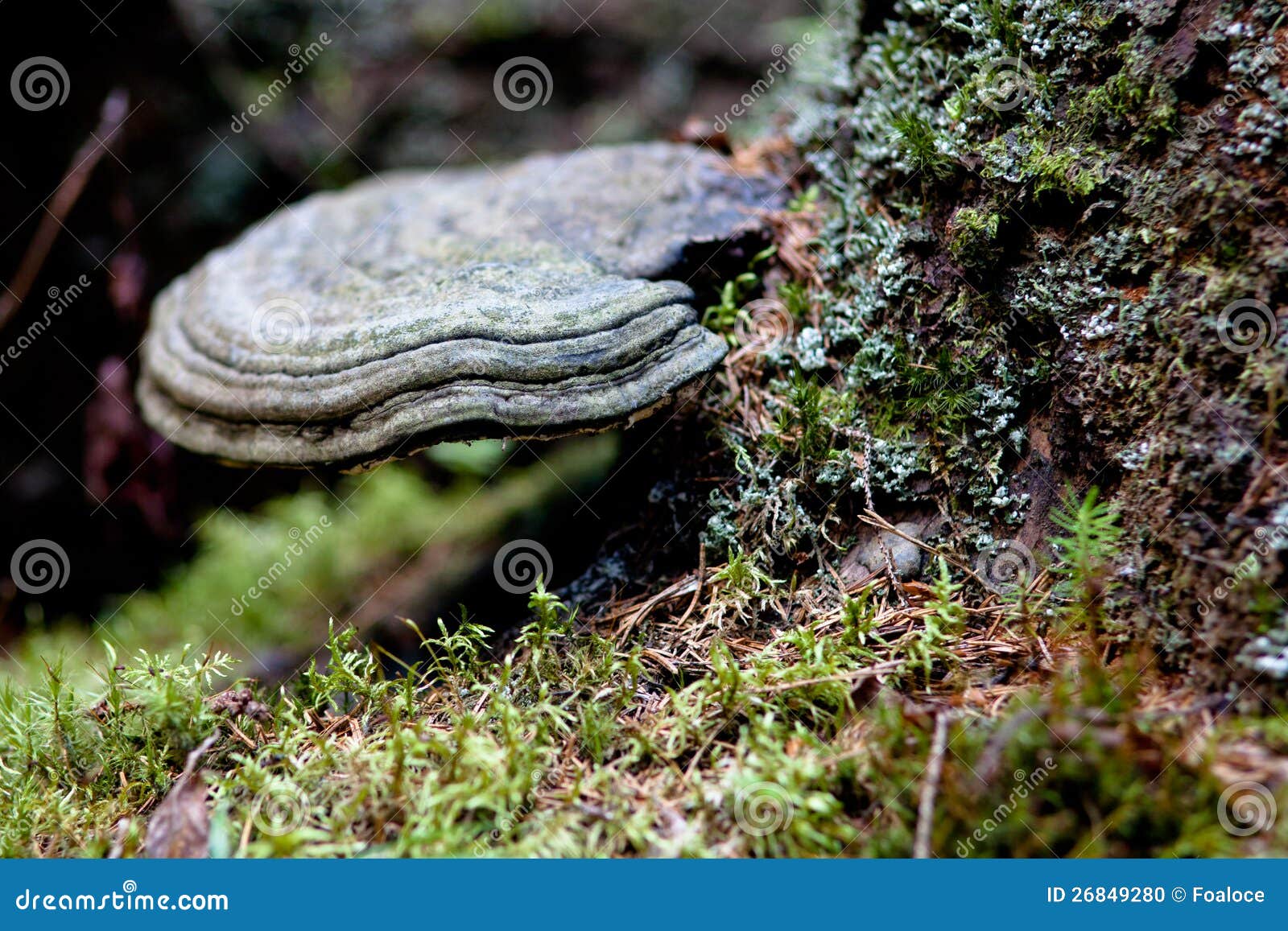 Tree fungus stock photo. Image of stump, plant, fungus - 26849280