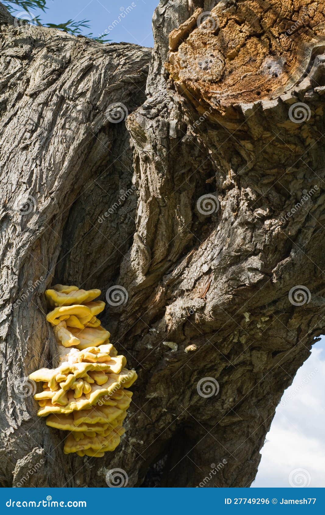 Tree Fungus stock photo. Image of autumn, countryside - 27749296