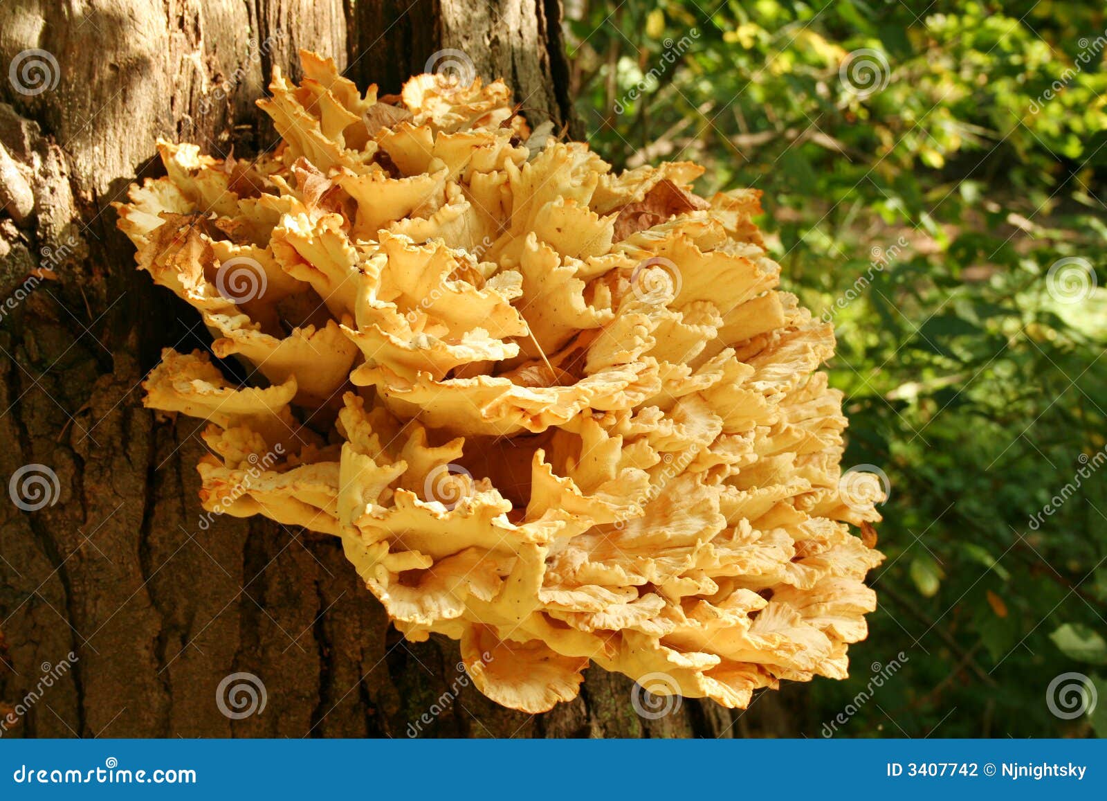 Tree Fungus Royalty-Free Stock Photography | CartoonDealer.com #88674431