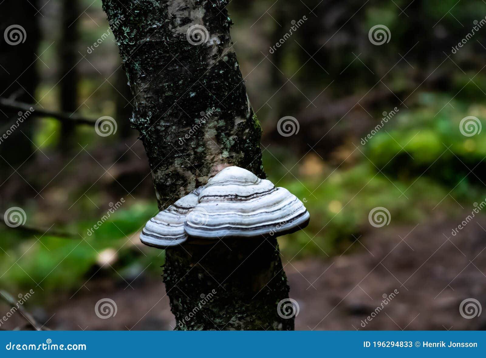 Tree Fungus Also Know As Toadstool Stock Image - Image of outdoor ...