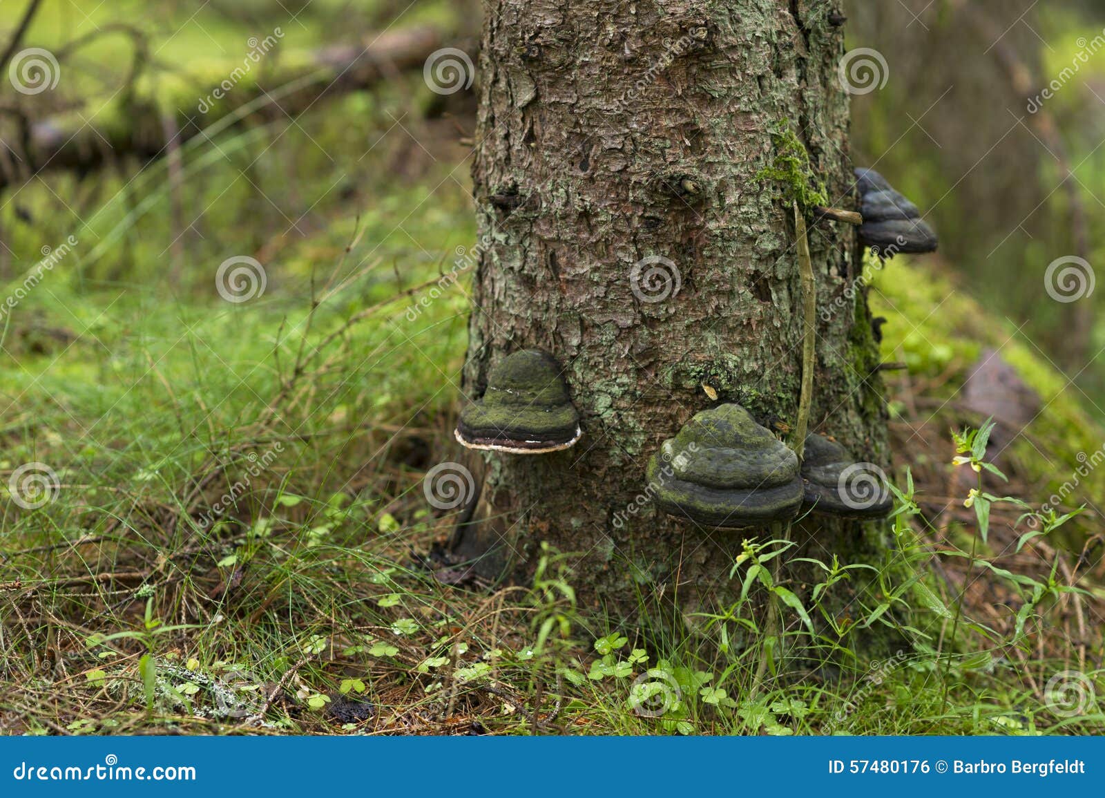 Tree Fungus stock photo. Image of fungus, mushroom, tree - 57480176