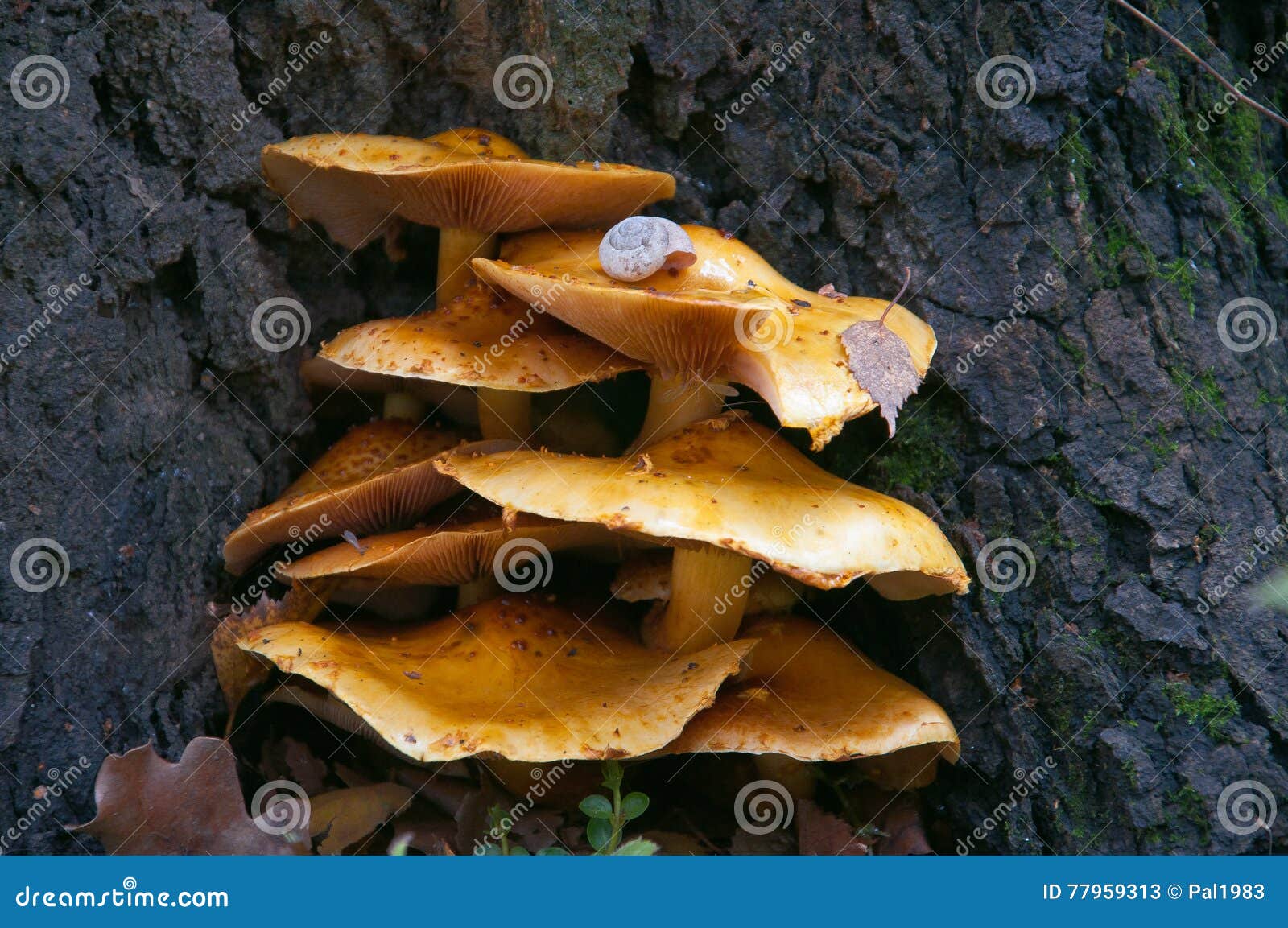 Tree fungus stock image. Image of nature, organic, mushroom - 77959313