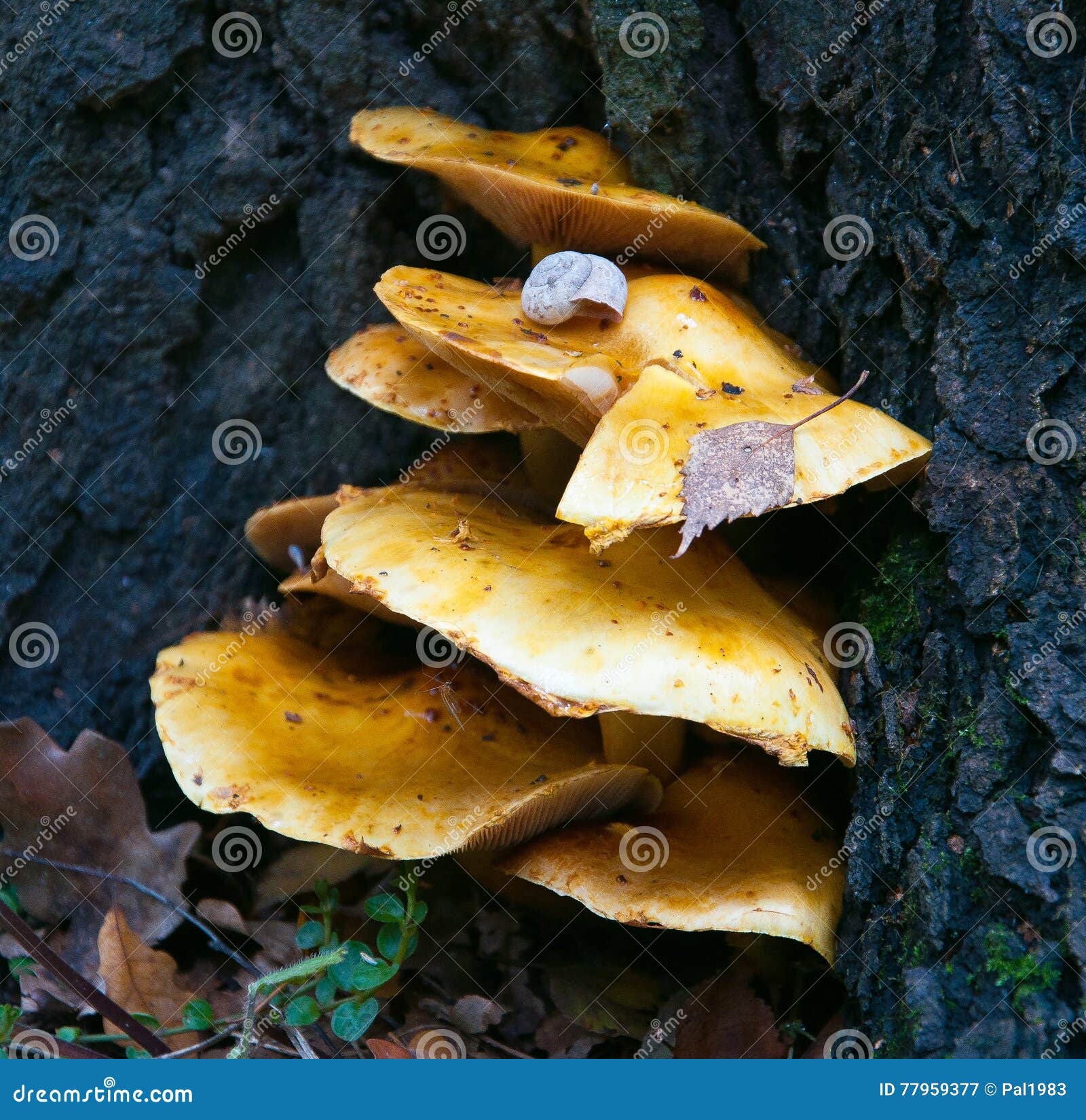 Tree fungus stock image. Image of forest, environment - 77959377