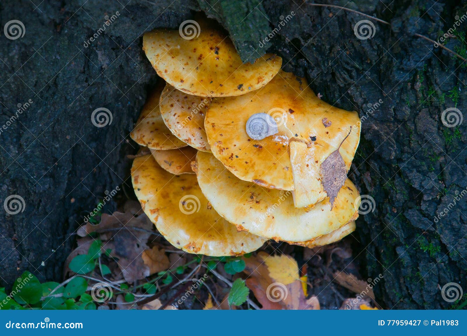 Tree fungus stock image. Image of close, environment - 77959427