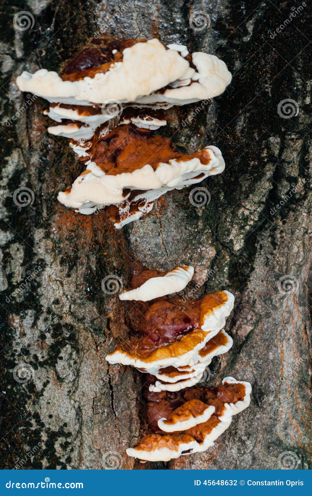 Tree fungus closeup stock photo. Image of environment - 45648632
