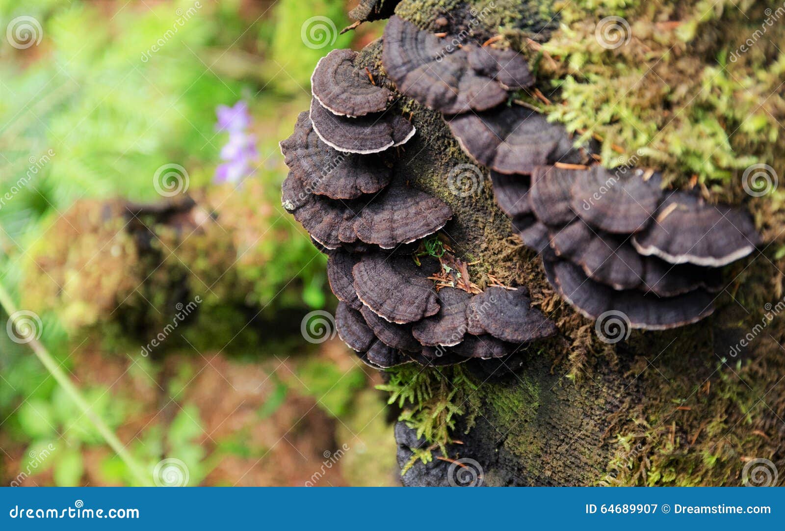 Tree Fungus stock image. Image of fungus, botany, forestry - 64689907