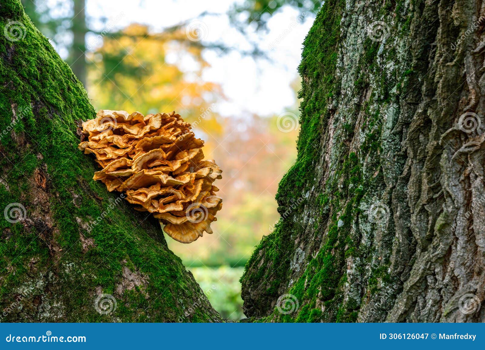 Tree Fungus on a Huge Oak Tree Stock Image - Image of plant, fungi ...
