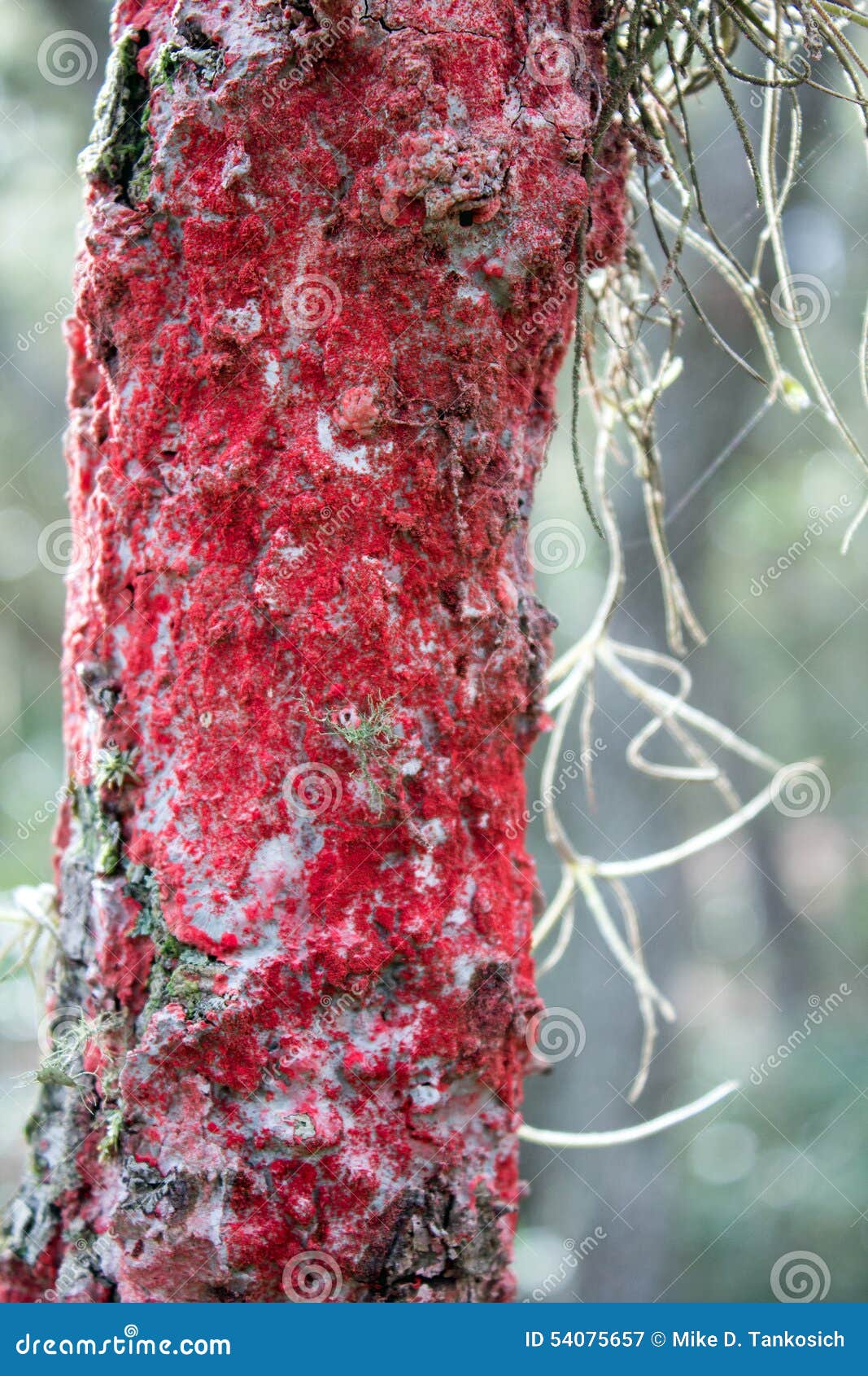 Tree Fungus Long stock image. Image of fungus, crooked - 54075657