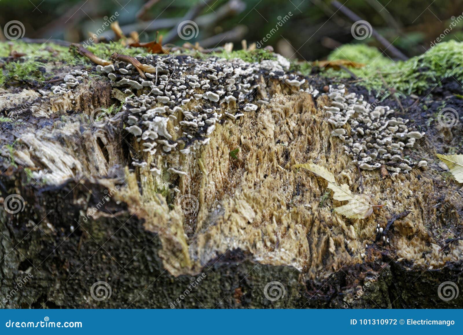 Tree fungus stock photo. Image of wood, sunshine, white - 101310972