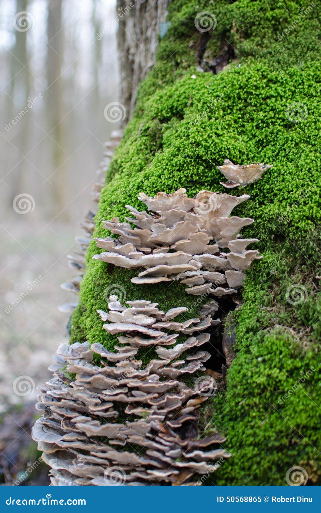 Tree Fungus in Natural Environment with Green Moss Around it. Stock ...