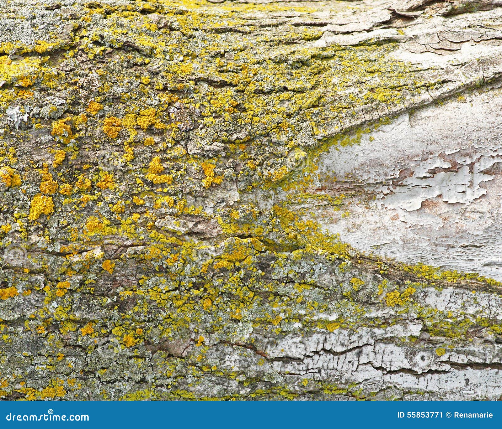 Tree Fungus Rust Bark Trunk Stock Photos - Free & Royalty-Free Stock ...
