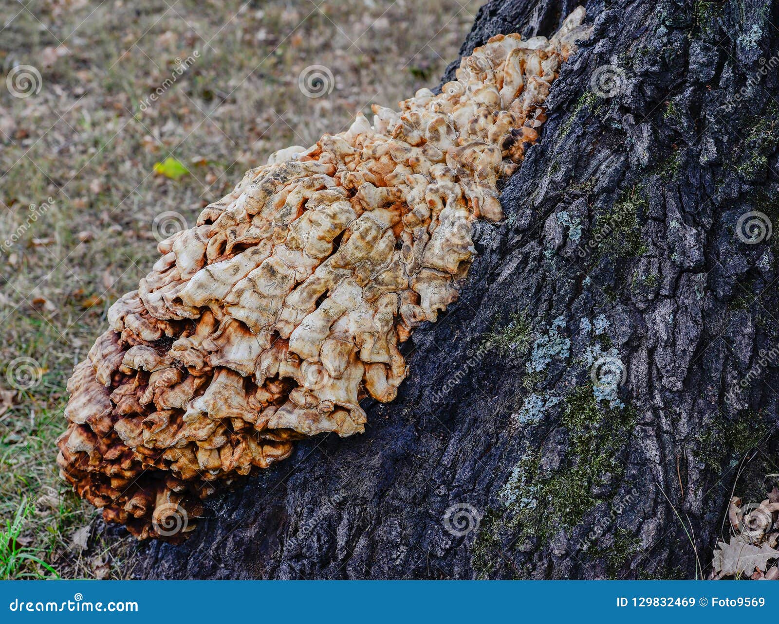 Tree Fungus Settles on Trees Stock Image - Image of tree, ecological ...