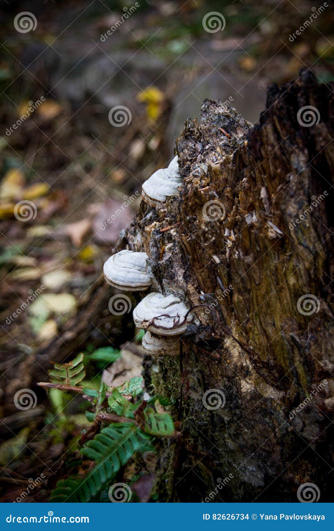 Tree fungus on the stump stock photo. Image of polypore - 82626734