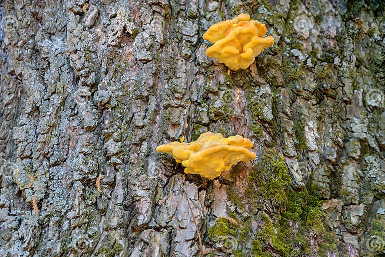 Tree Fungus Sulphur Polypore Sulphur Shelf Or Chicken Mushroom Stock