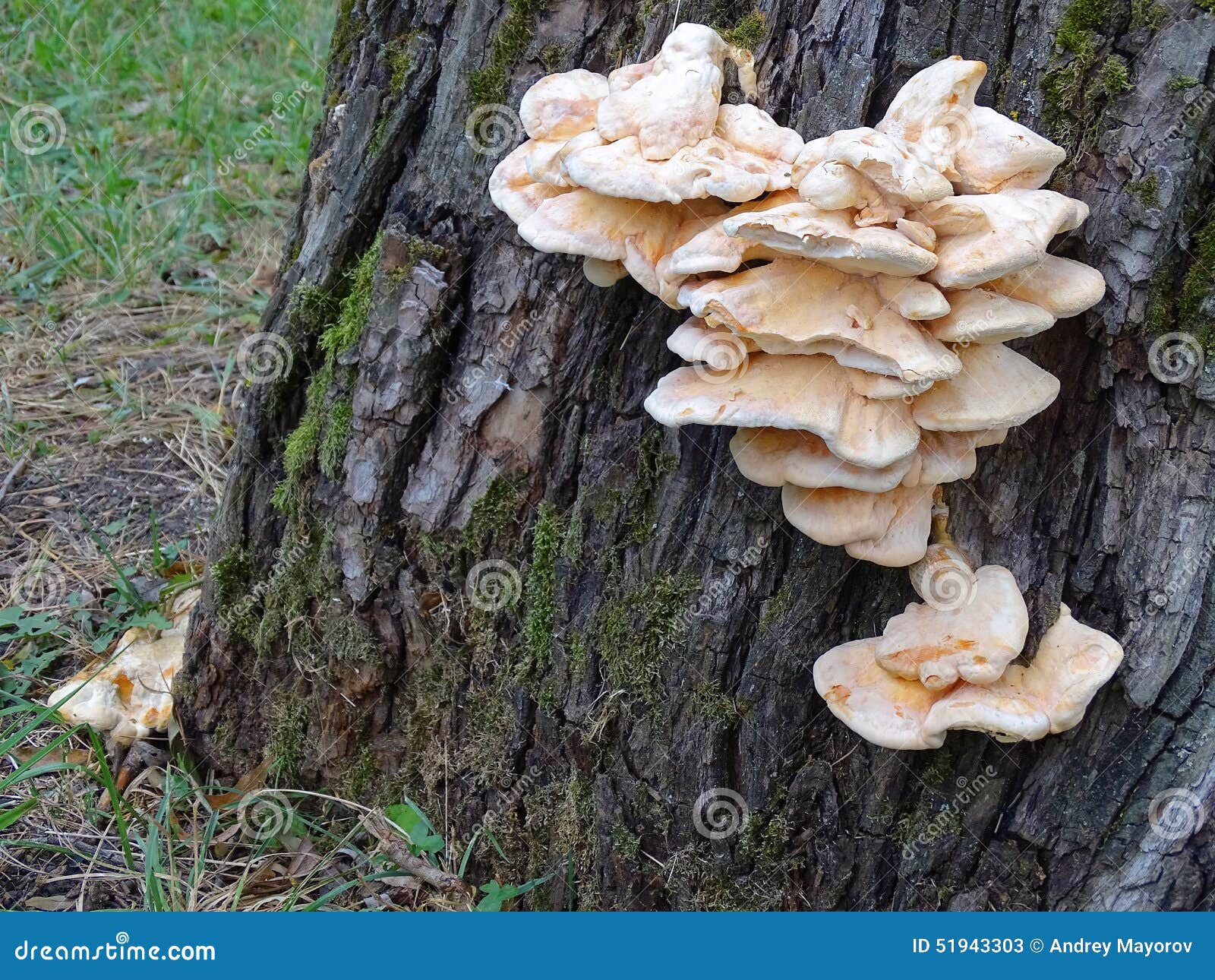 Tree fungus on tree bark stock image. Image of plants - 51943303