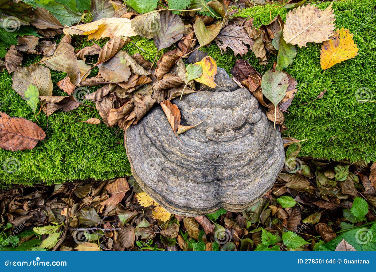 Tree fungus stock photo. Image of mold, mushroom, colorful - 278501646