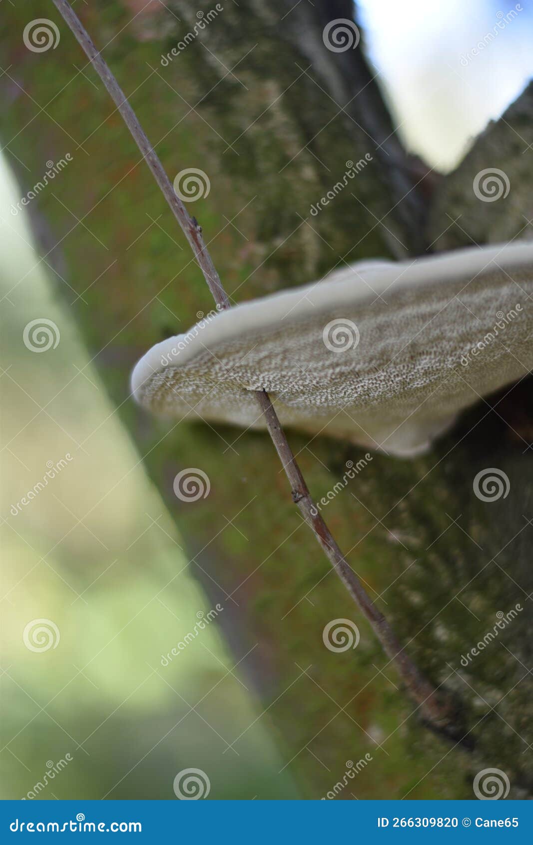 Tree Fungus stock photo. Image of forest, makro, woodland - 266309820