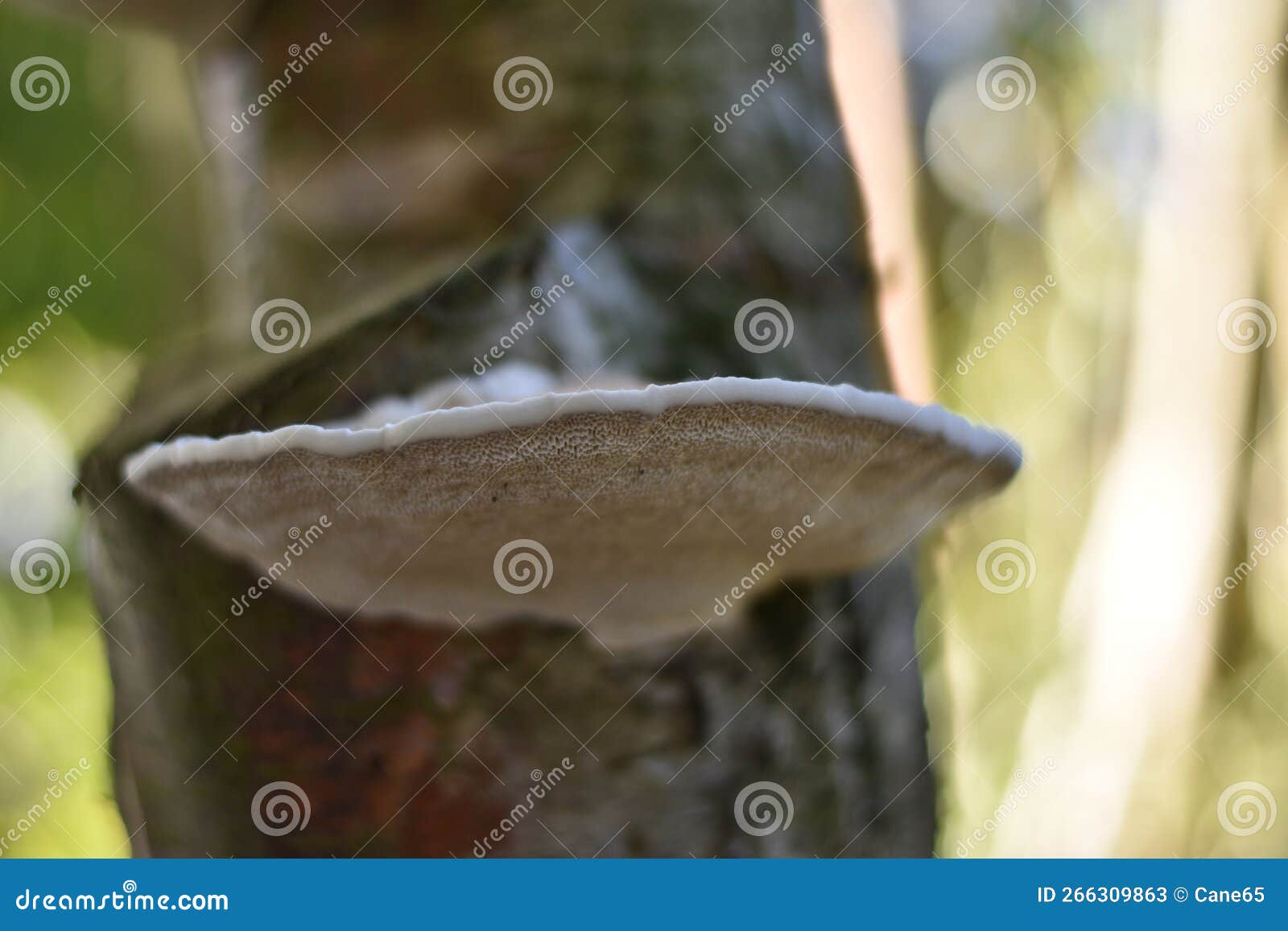 Tree Fungus stock image. Image of nature, detail, green - 266309863