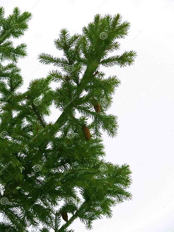 Tree fur-tree branches stock photo. Image of symbol, crone - 12127186