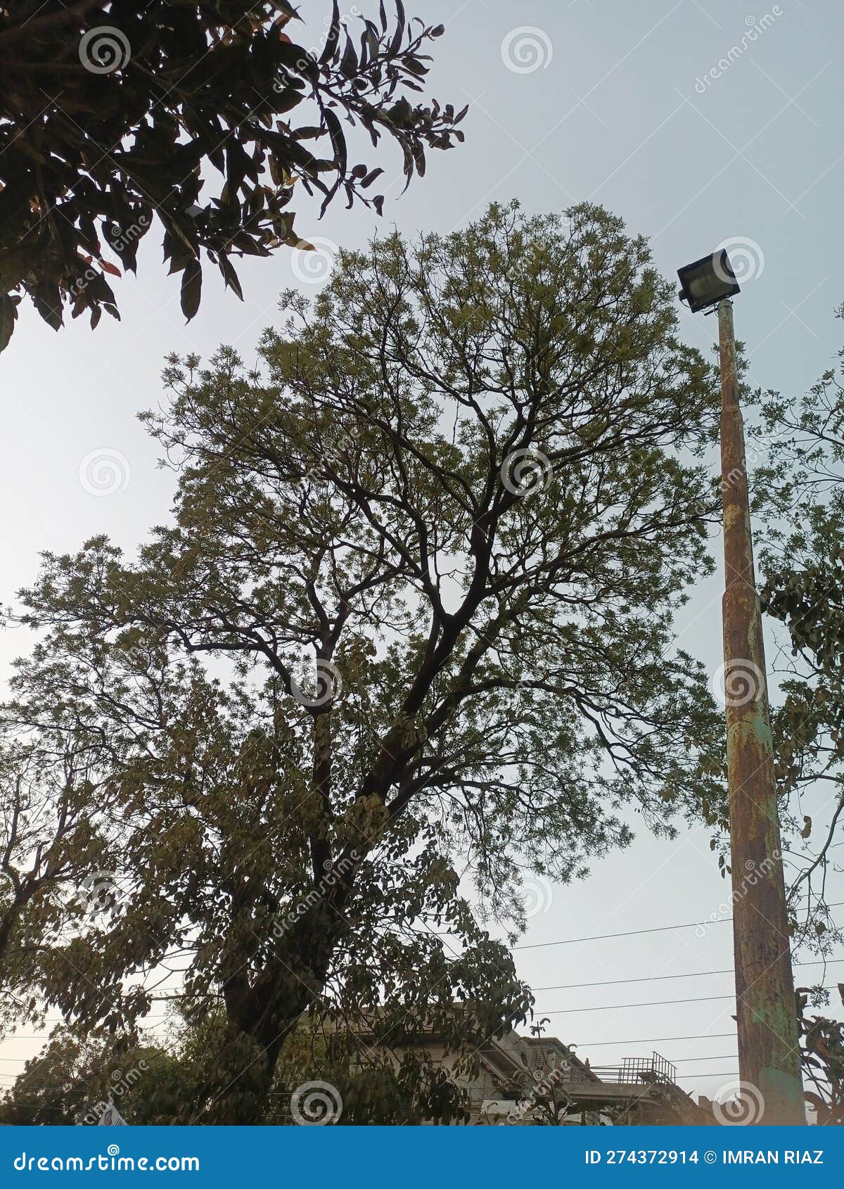 Tree future generations stock photo. Image of upcoming - 274372914