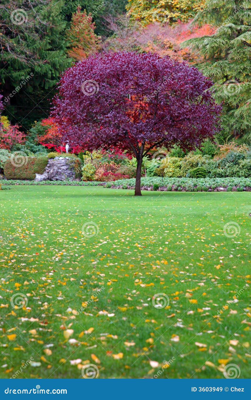 Tree in a Garden stock image. Image of landscape, colours - 3603949