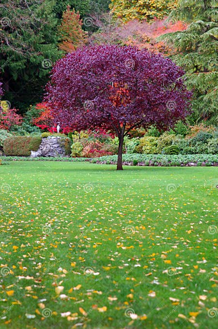 Tree in a Garden stock image. Image of landscape, colours - 3603949