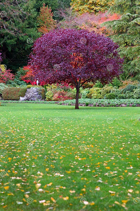 Tree in a Garden stock image. Image of landscape, colours - 3603949