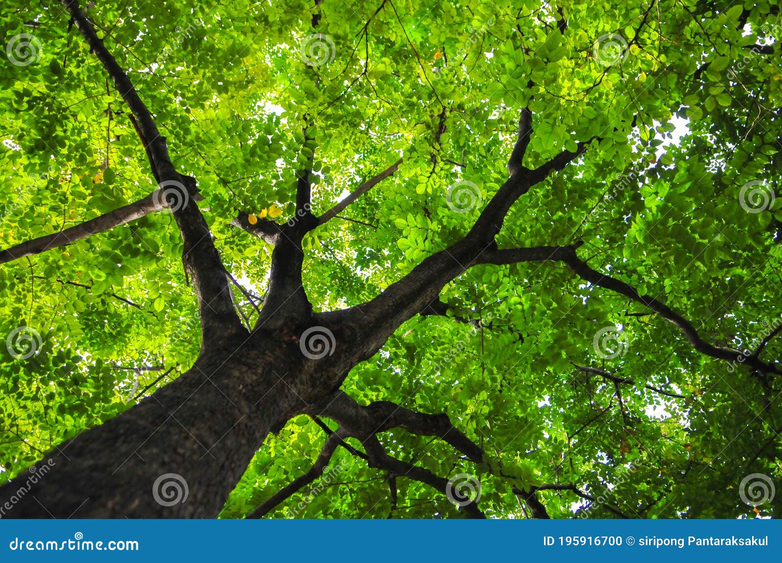 Tree in the Garden Background Stock Photo - Image of forest, abstract ...