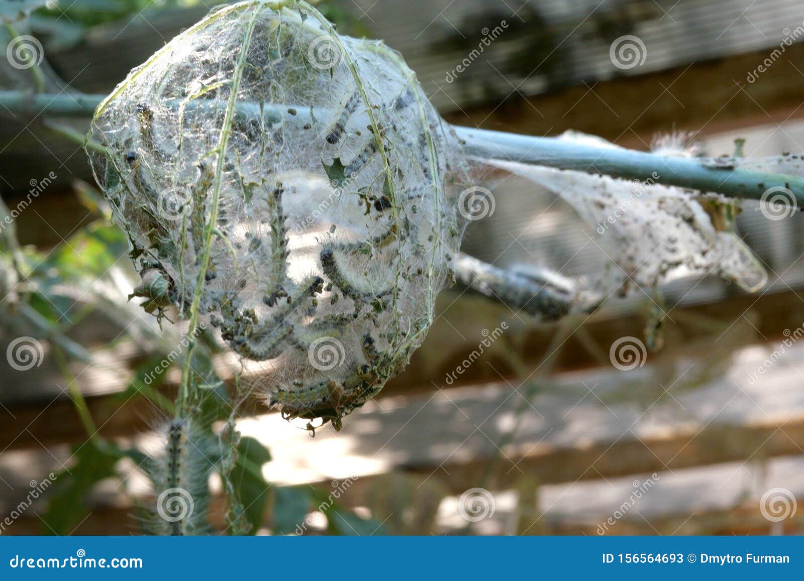 Tree in the Garden or Backyard, Infested with Caterpillars and Covered ...