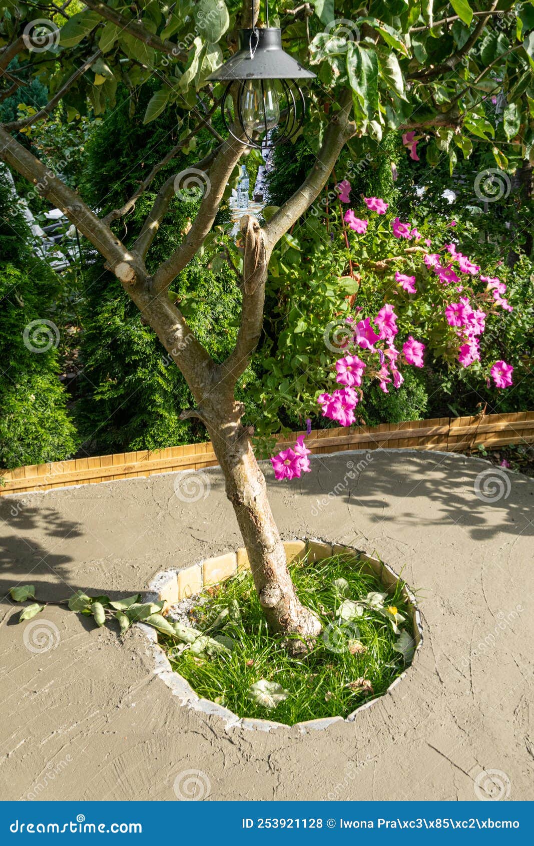 Tree in the Garden. Concrete Around the Tree Stock Photo - Image of ...