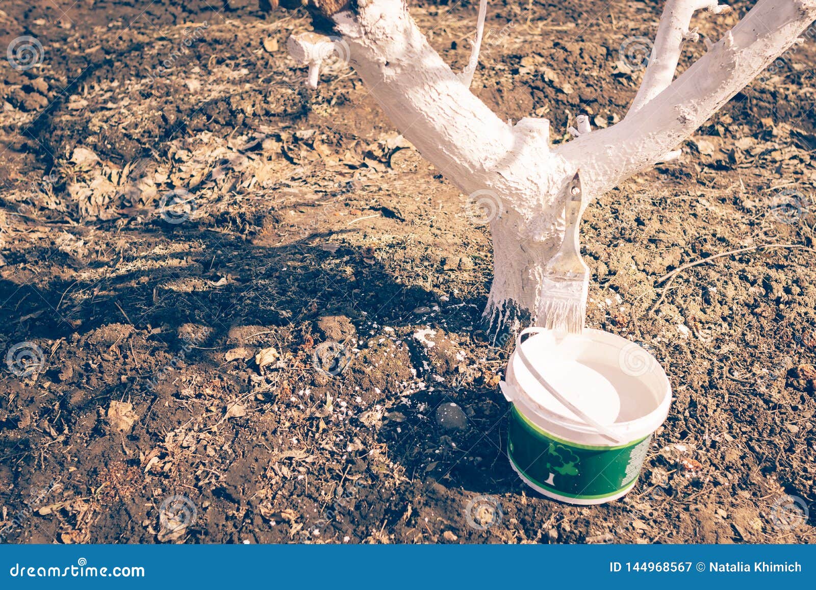 Tree in the Garden Covered with White Paint for Protection. Work in the ...