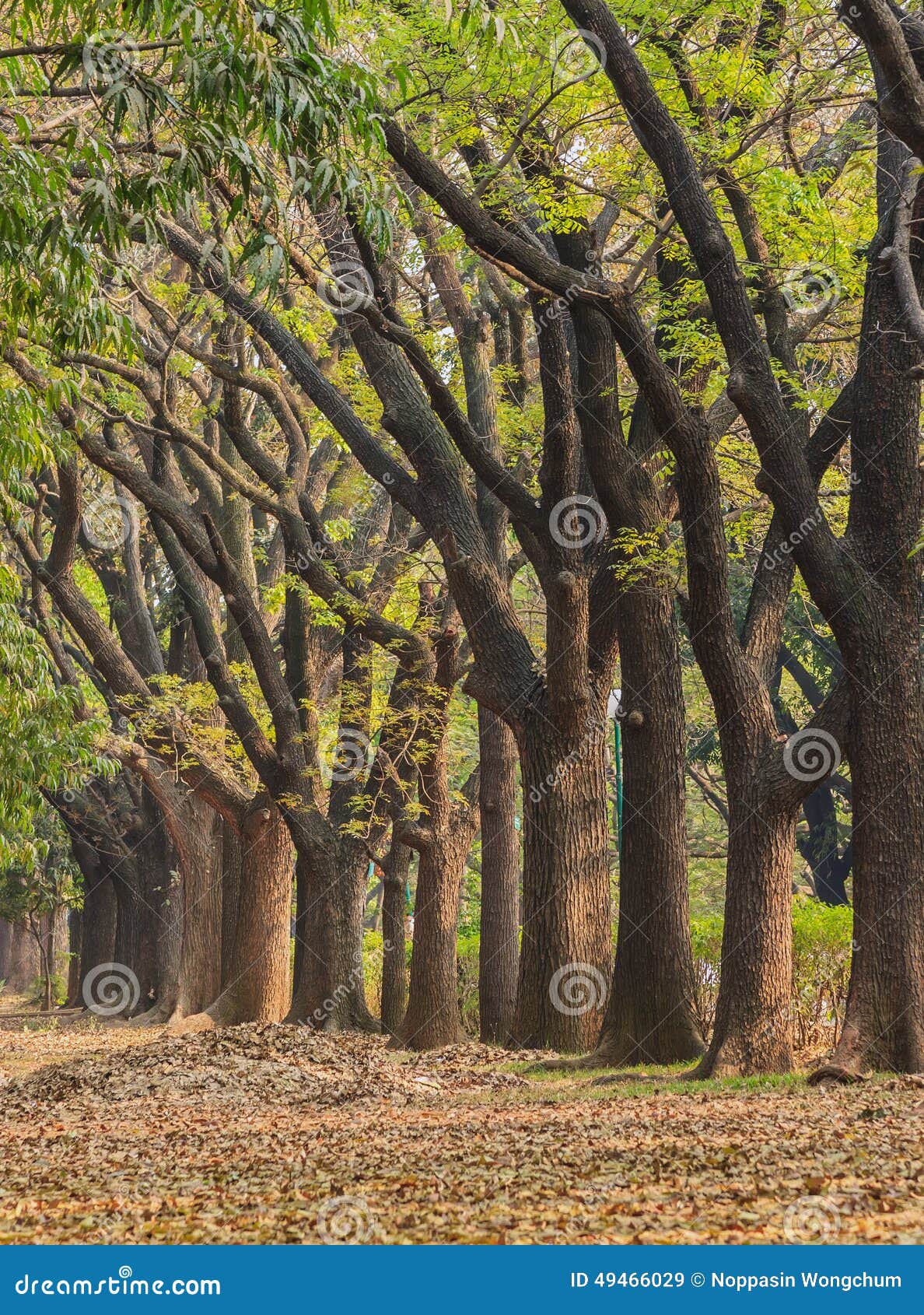 Tree row in garden stock image. Image of summer, cubbon - 49466029