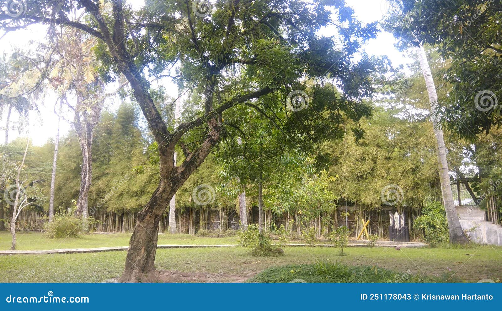 Tree in a Garden Field Large Surface Root in a Landscape Stock Image ...