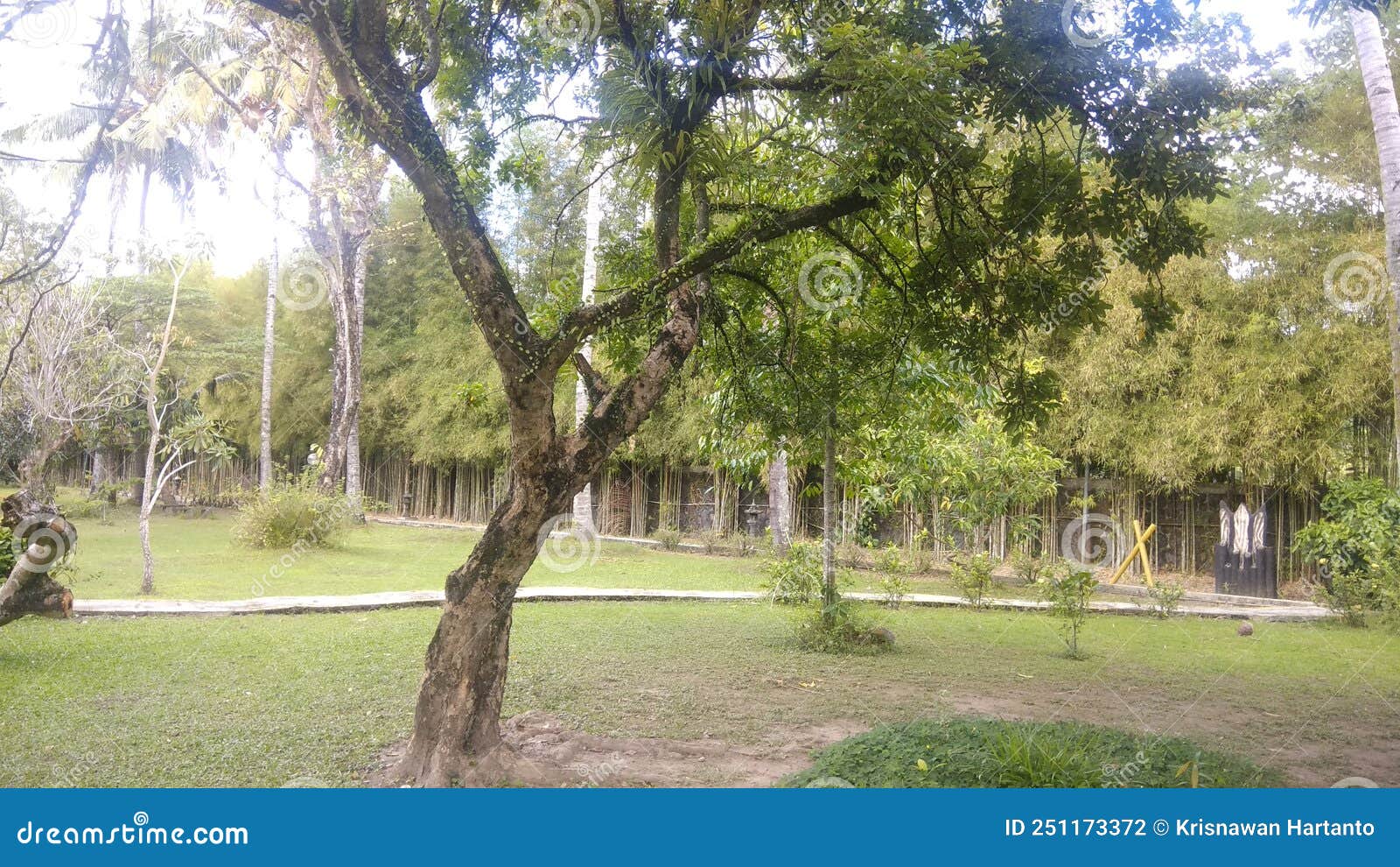 Tree in a Garden Field Large Surface Root in a Landscape Stock Photo ...