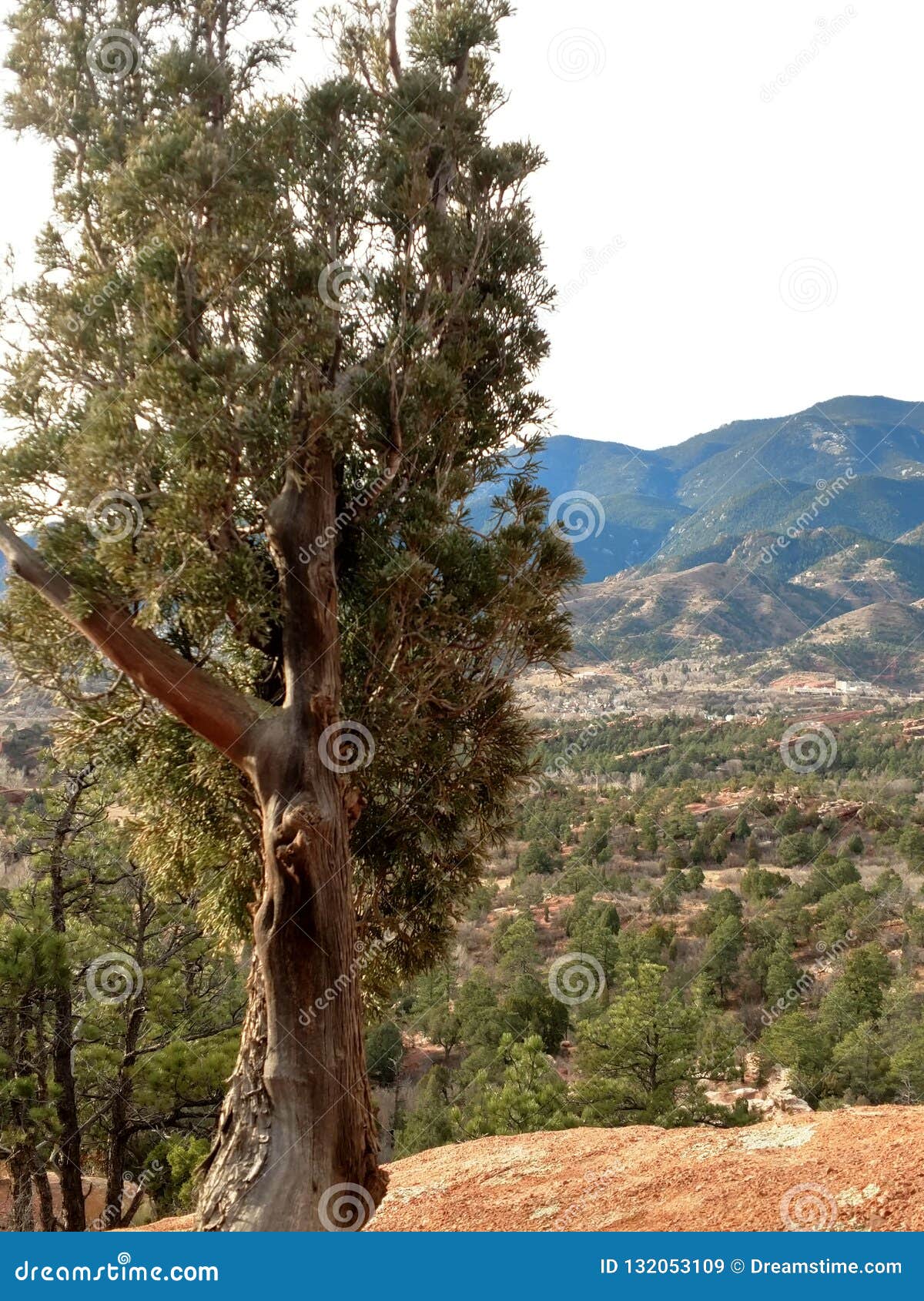 Tree stock image. Image of landscape, gods, garden, nature - 132053109