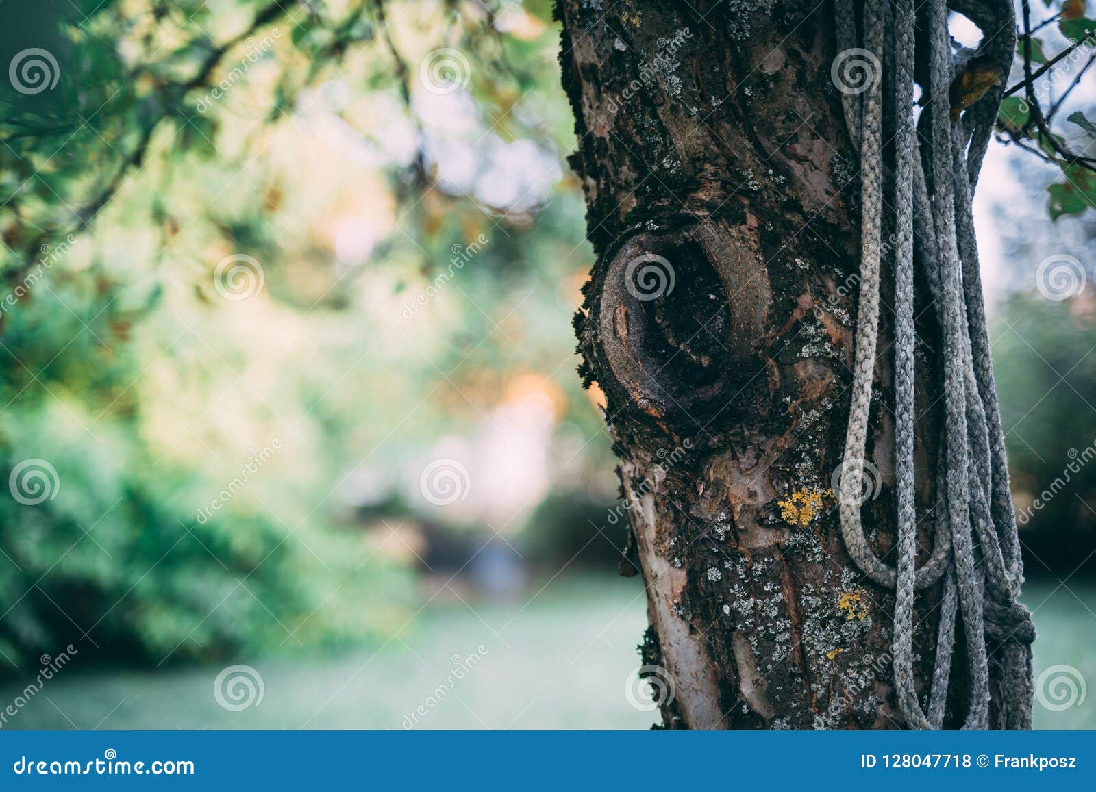 Old tree with rope stock photo. Image of green, round - 128047718
