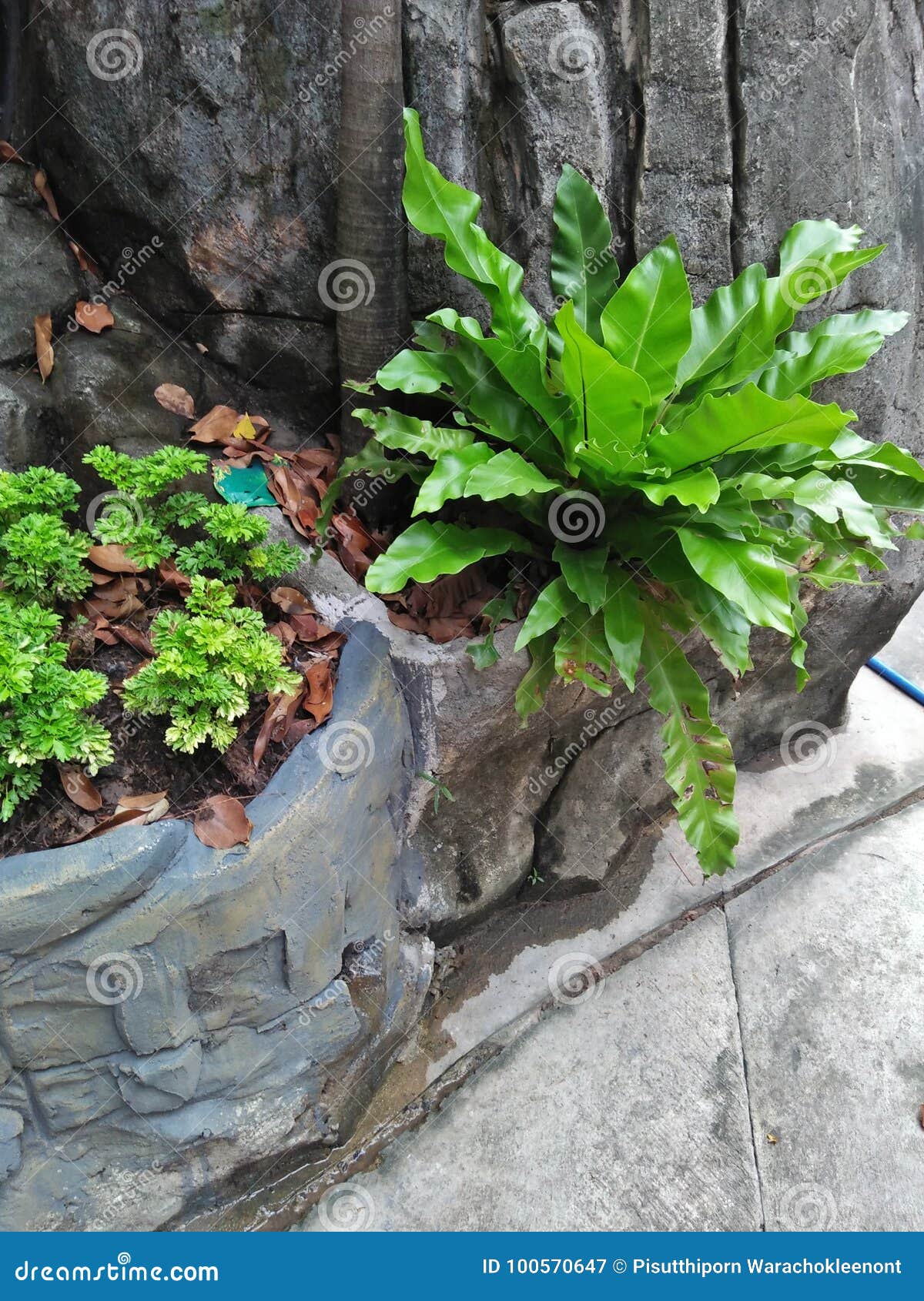 Little tree on big tree stock image. Image of tree, little - 100570647