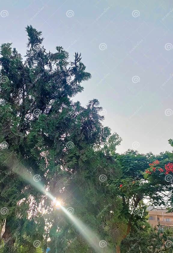 Tree in garden at noon stock photo. Image of noon, tree - 280628462