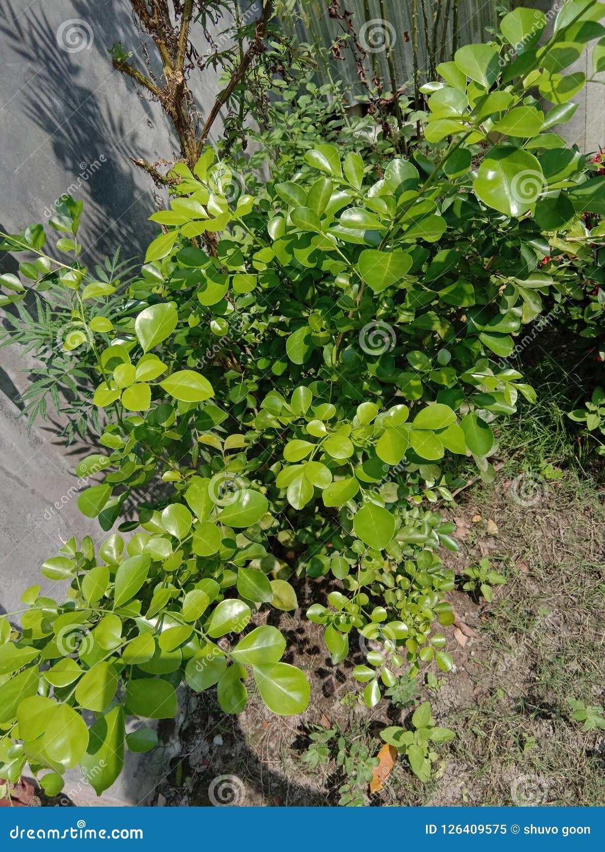 Tree stock image. Image of side, garden, tree, natural - 126409575