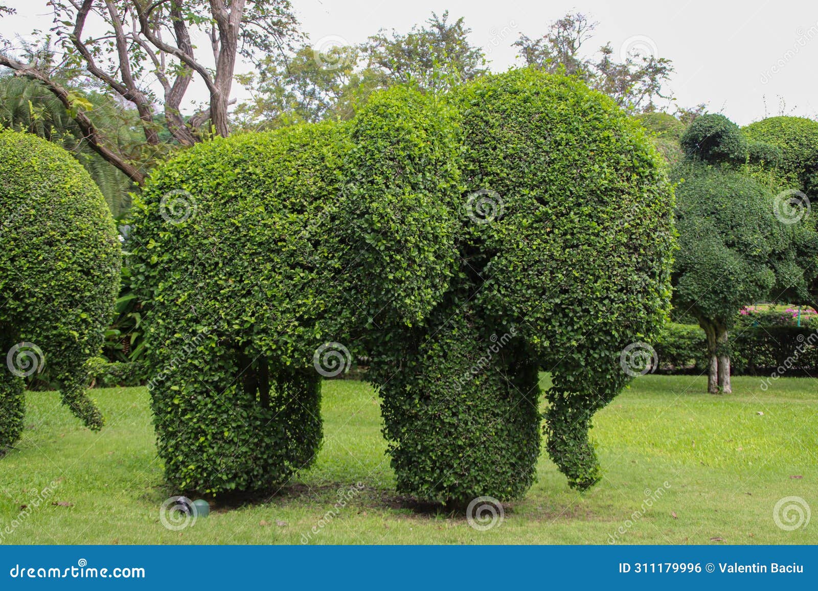 A Tree in the Garden Trimmed in the Shape of an Elephant. Stock Photo ...