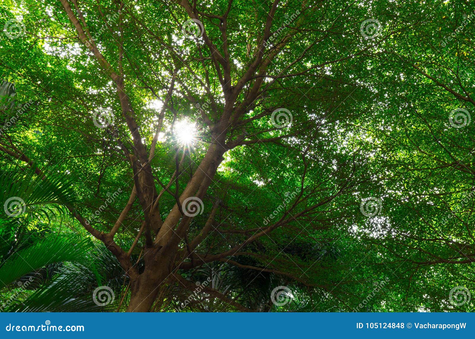 Tree Gardren View From Gate Corridor With Sunlight And Sun Shade ...